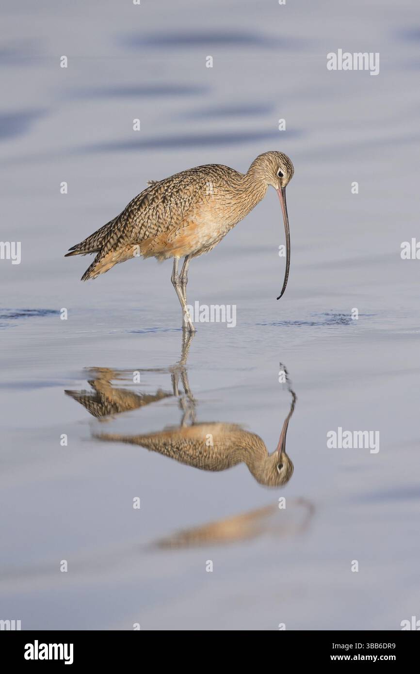 Long-billed Curlew : Morro Strand State Beach : Morro Bay, CA Stock ...