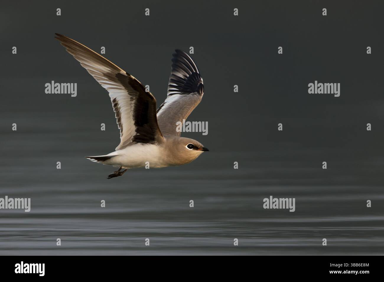 Small Pratincole (Glareola lactea) flying, Darjeeling, India, Asia ...