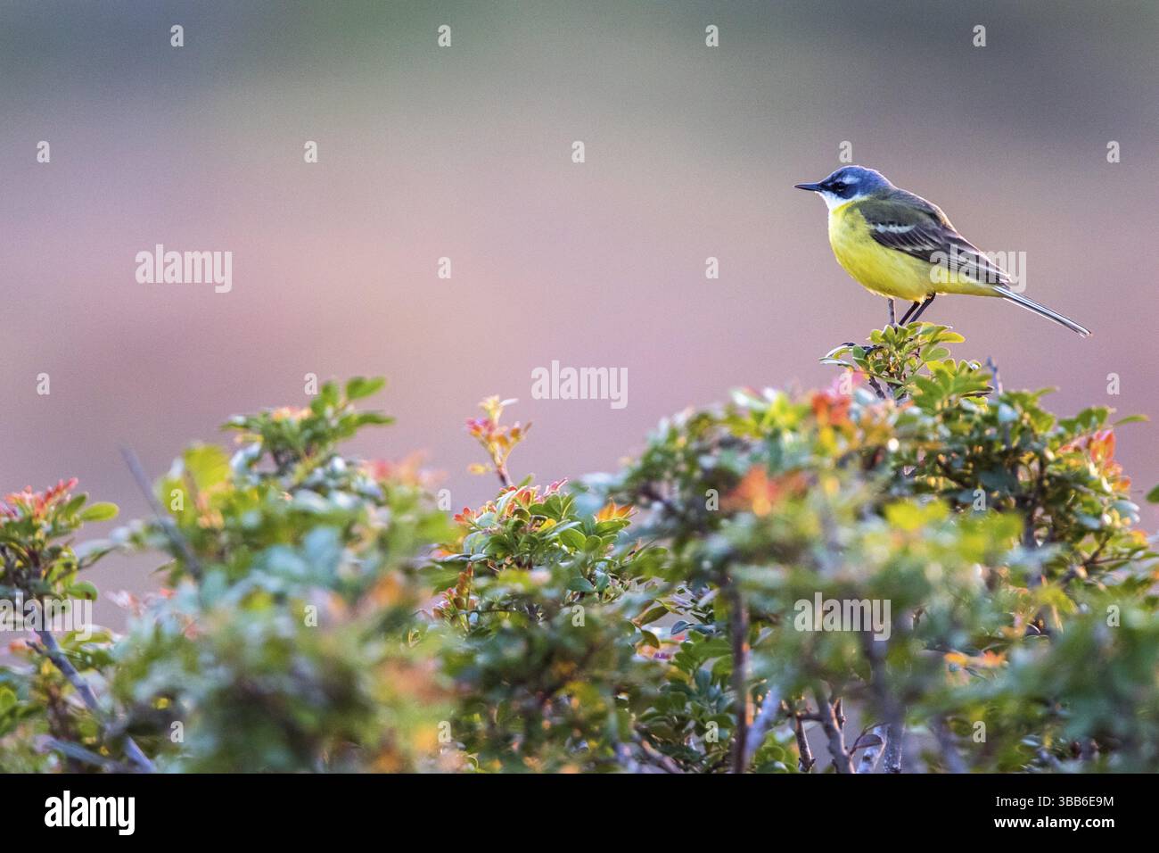 Western Yellow Wagtail (Motacilla flava iberiae), Ibiza, Spain, Europe ...