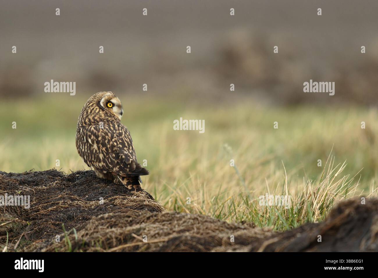 Velduil, Short-eared owl, Asio flammeus Stock Photo - Alamy