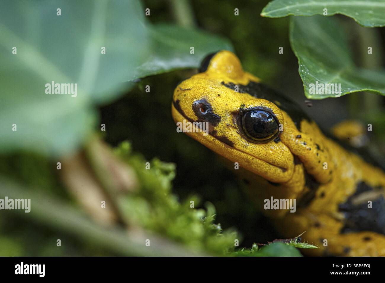 Fire Salamander (Salamandra salamandra bernardezi), endemic subspecies ...