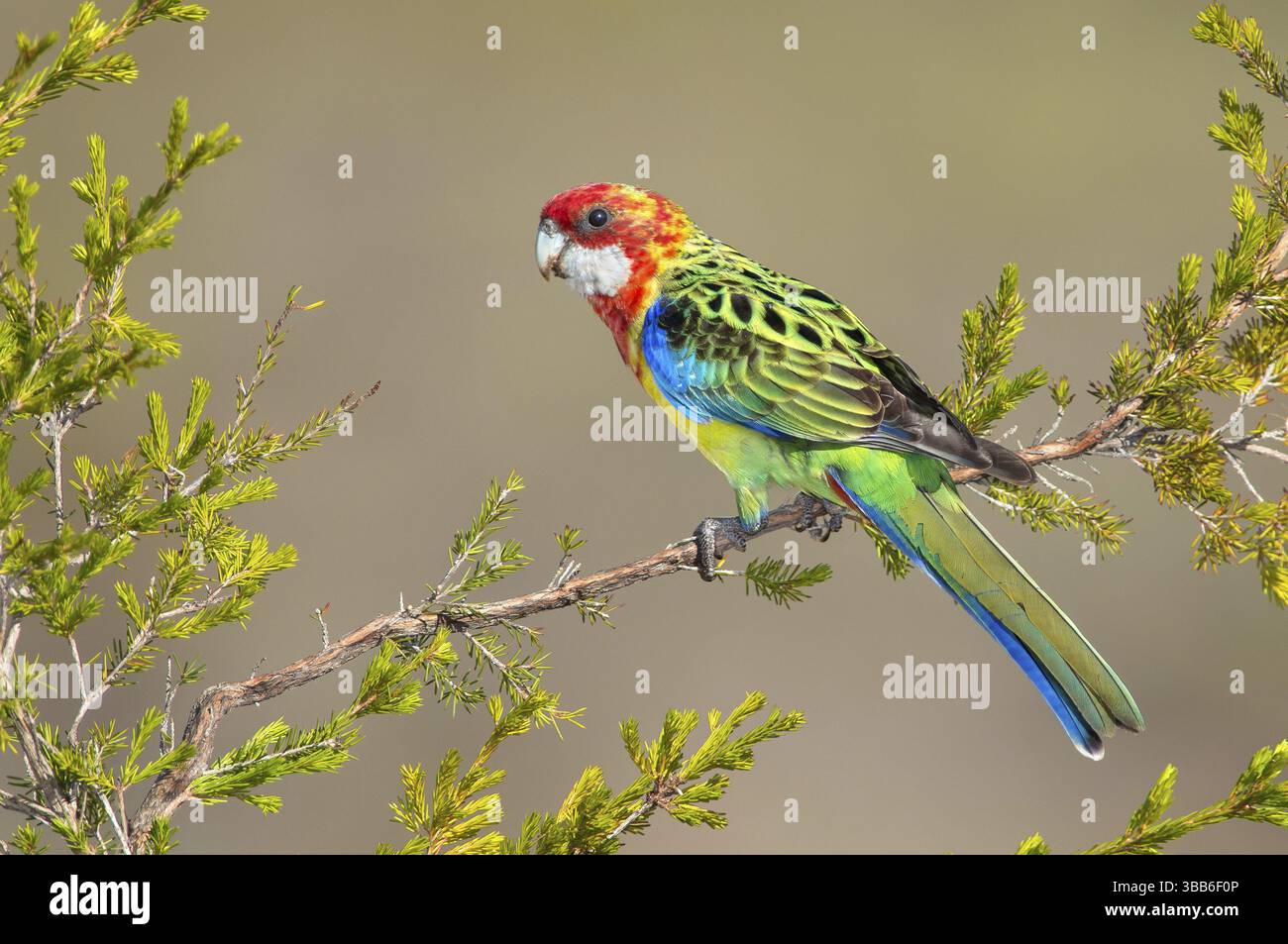 Eastern Rosella (Platycercus eximius) female, Victoria, Australia ...