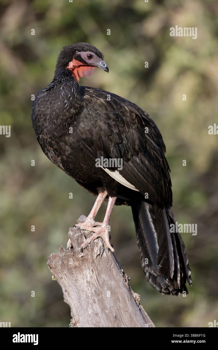 White winged guan peru hi-res stock photography and images - Alamy