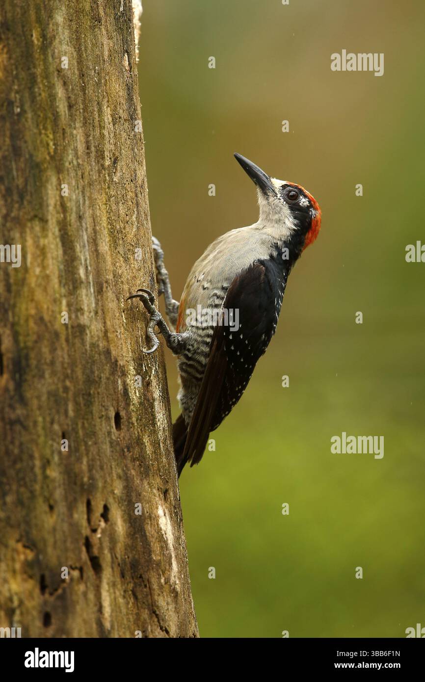 Black-cheeked Woodpecker (Melanerpes pucherani) male climbing up tree ...