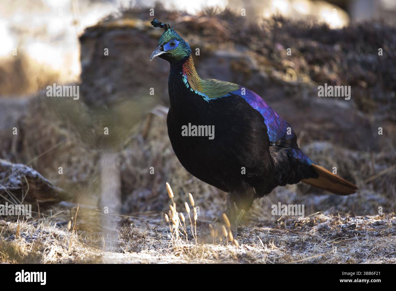 Himalayan Monal (Lophophorus impejanus) male, Bumthang, Bhutan, Asia ...
