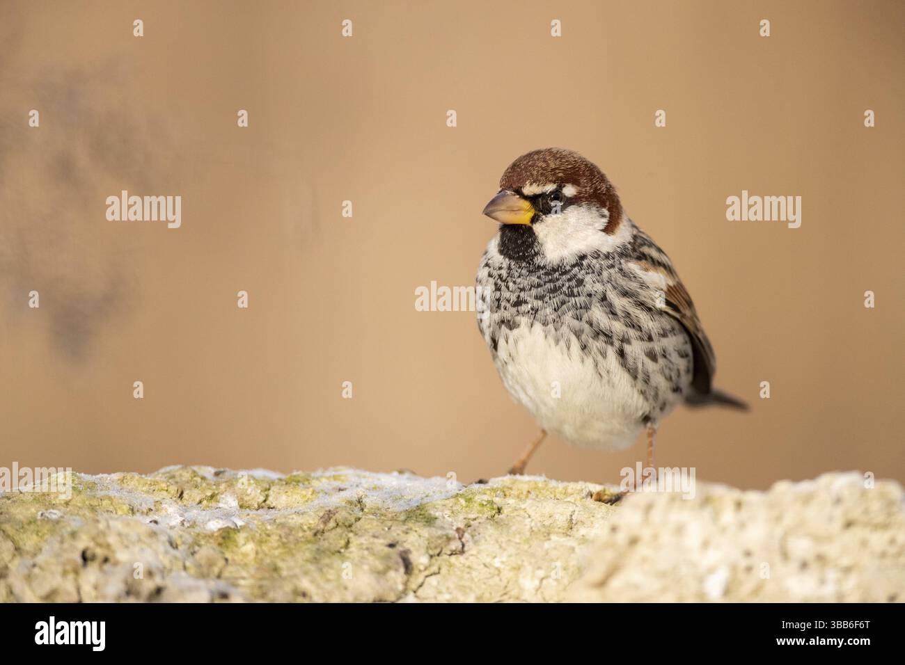 Spanish Sparrow (Passer hispaniolensis) male, Castile-La Mancha, Spain ...