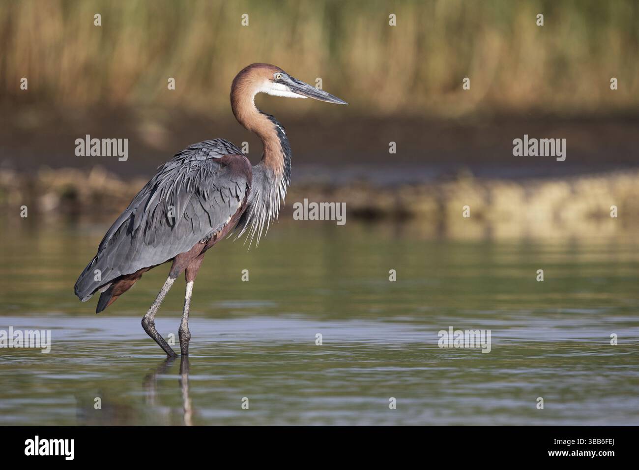 Goliath Heron (Ardea goliath), Nechisar National Park, Ethiopia, Africa ...