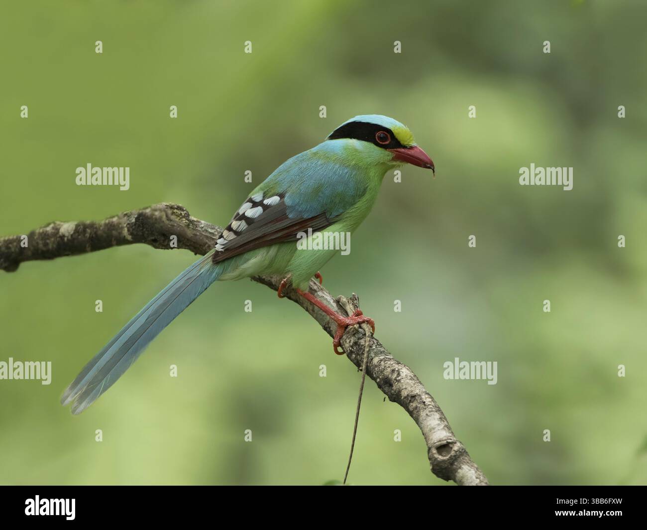 Common Green Magpie (Cissa chinensis), Darjeeling, India, Asia Stock ...