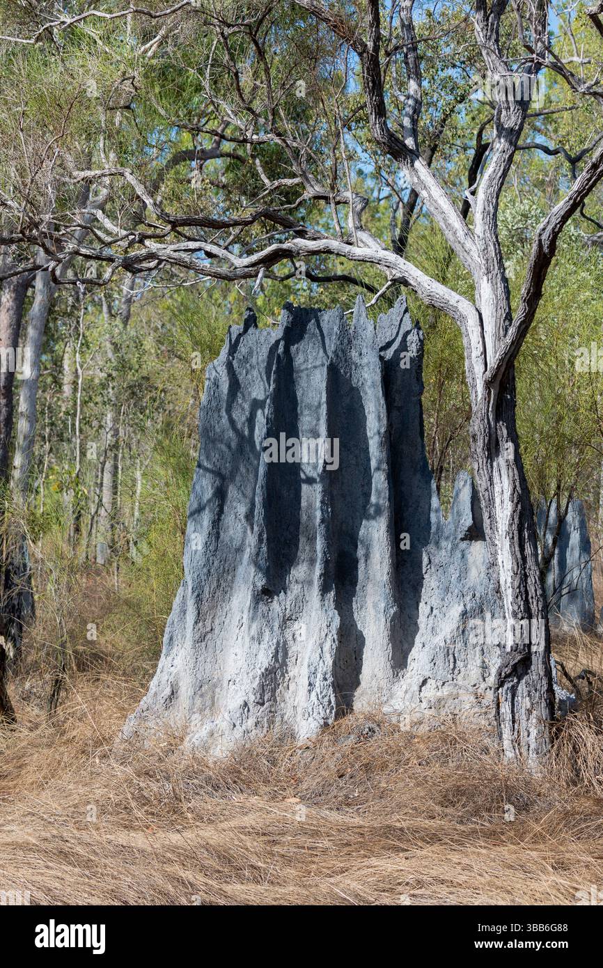 View of a Magnetic Termite Mound in Lakefield National Park, Cape York ...