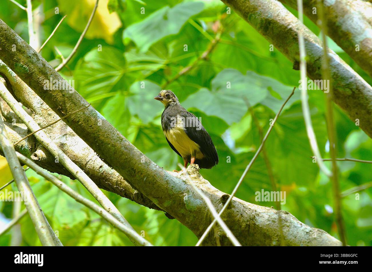 A rare image of a young Maleo bird (Macrocephalon maleo), an endangered ...