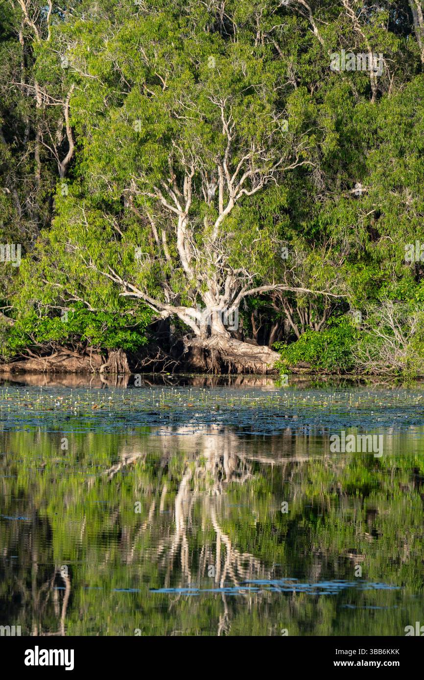 Paperbark Tree reflected in the water at Sweetwater Lagoon, Lakefield ...
