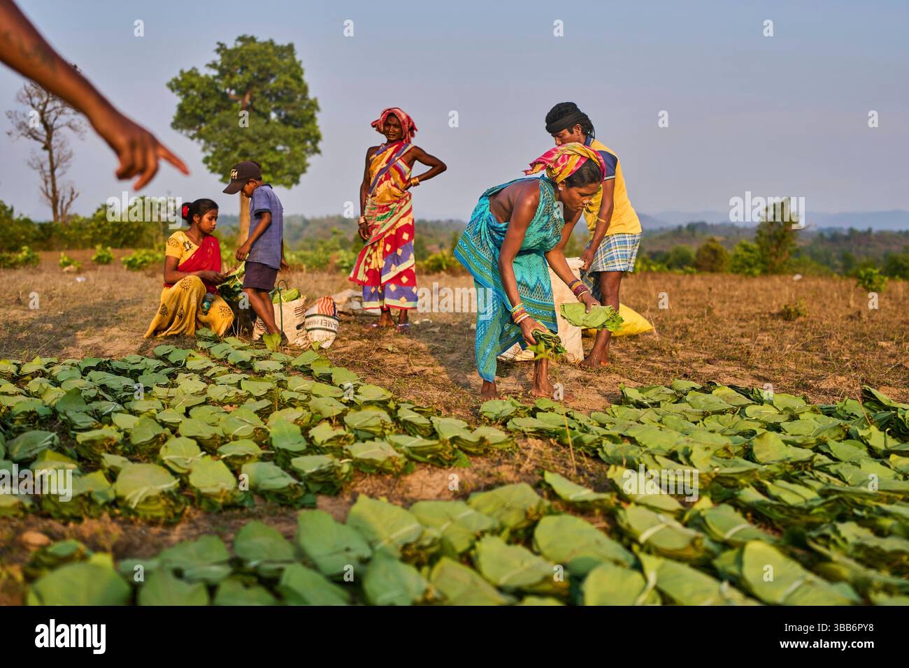 Women, from the Gadaba Indigenous communities, gather tendu leaves to ...