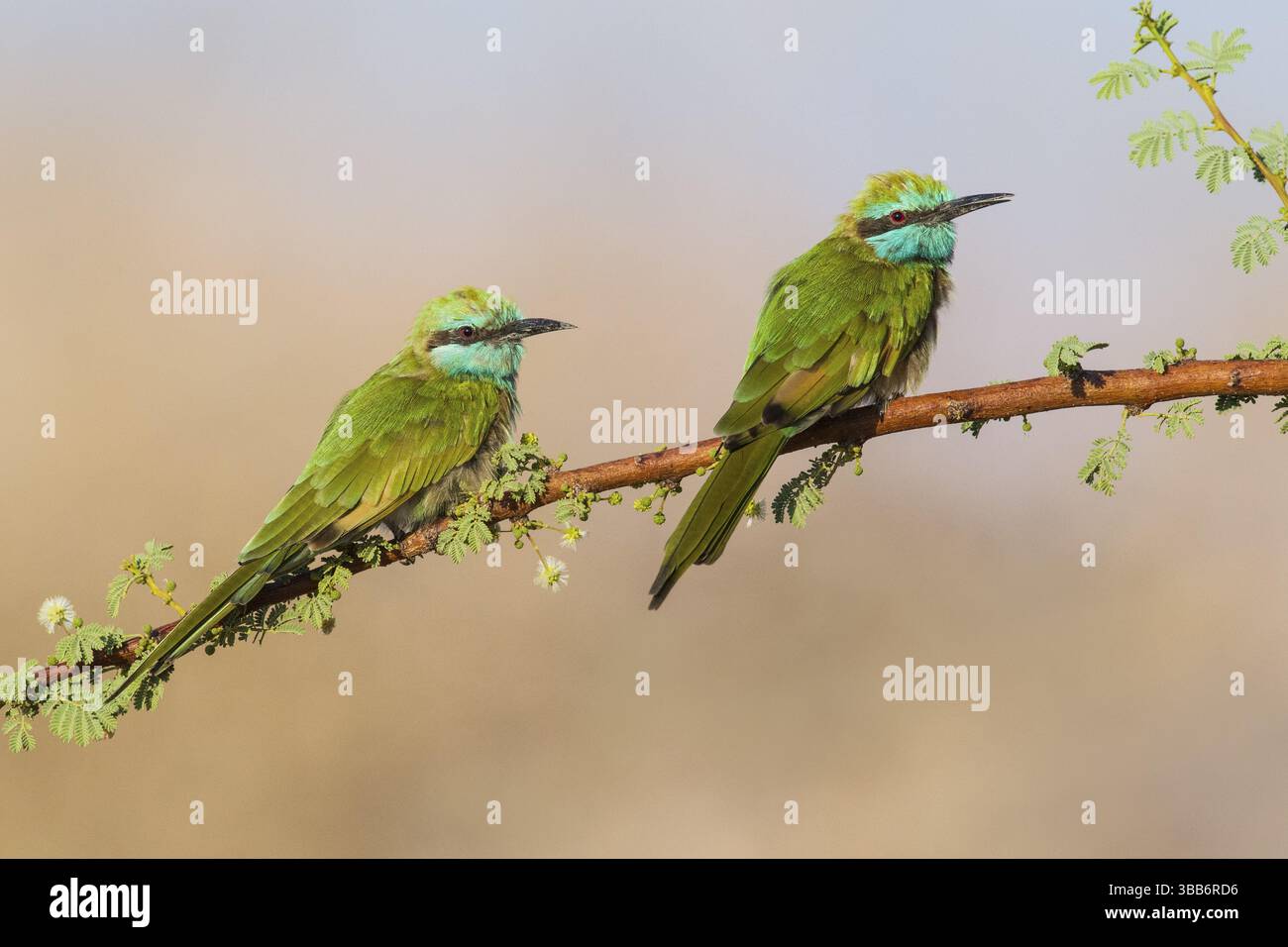 Green Bee-eater (Merops orientalis) pair, Eilat, Israel, Asia Stock ...