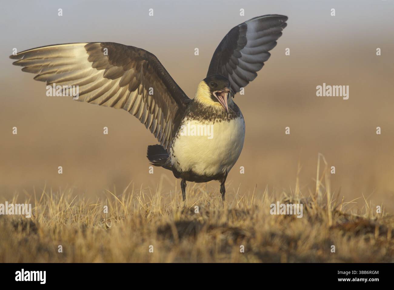 Pomarine Jaeger (Stercorarius pomarinus) on the tundra in Northern ...
