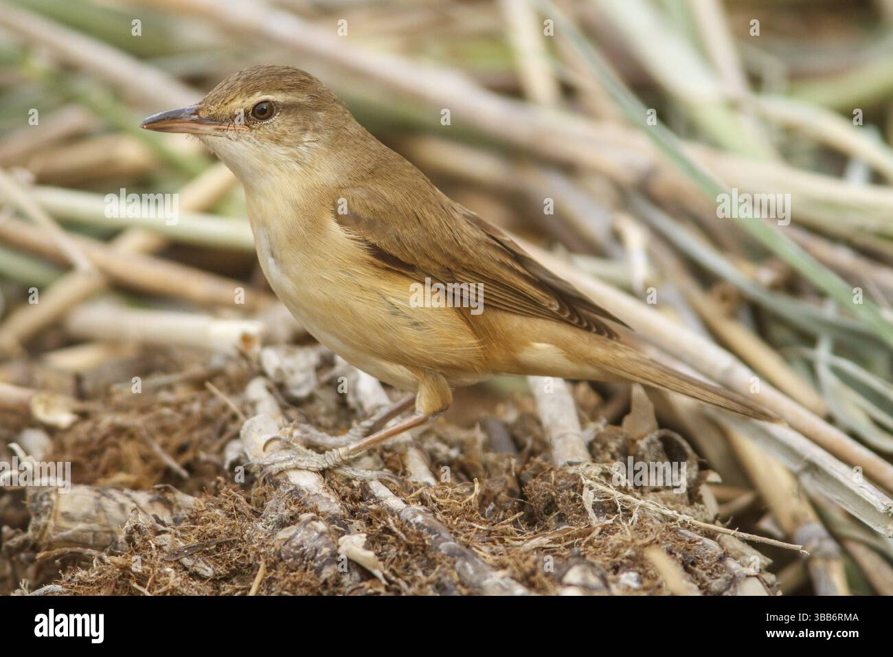 Great Reed Warbler (Acrocephalus arundinaceus), on marsh floor, Castile ...