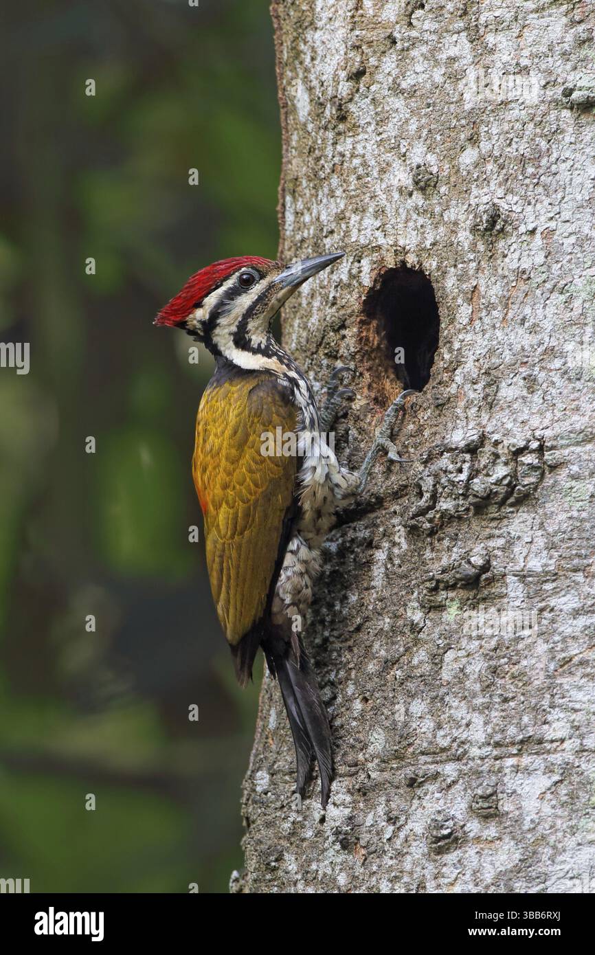 Common Flameback (Dinopium javanense) male at breeding cavity, Malaysia ...