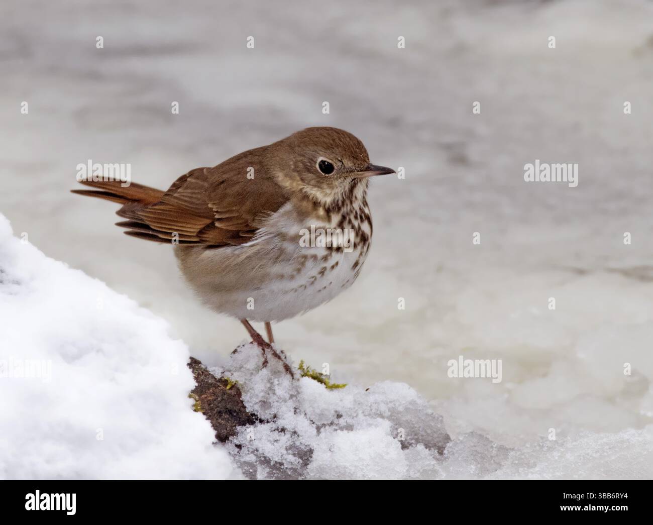 North pond hermit hi-res stock photography and images - Alamy