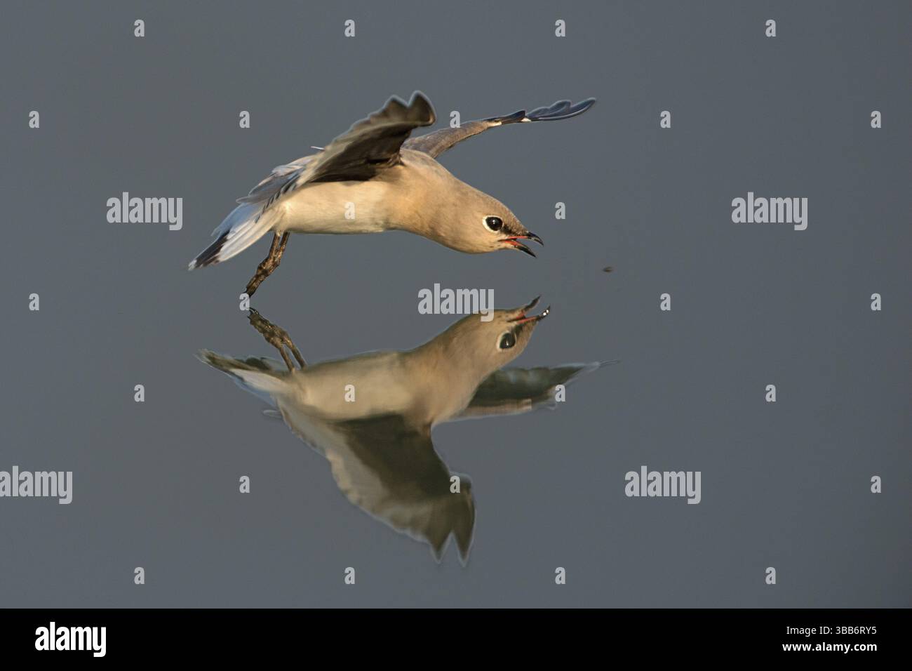 Small Pratincole (Glareola lactea) flying, Darjeeling, India, Asia ...