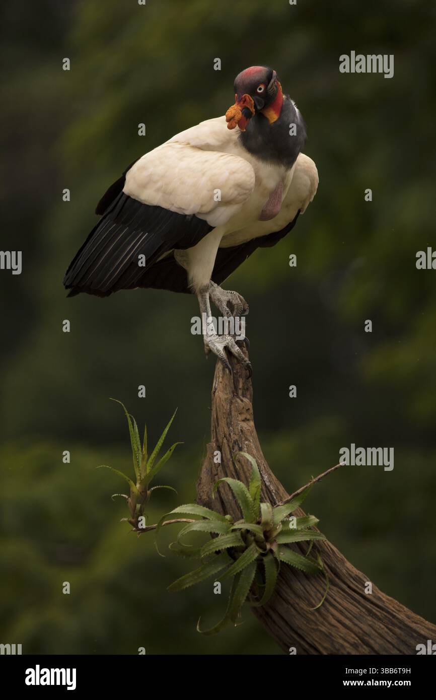 A king vulture in the rain in a lowland forest in Costa Rica Stock ...