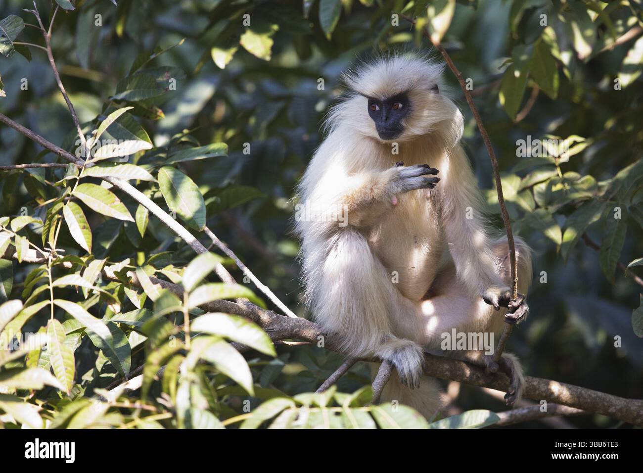 Gee's Golden Langur (Trachypithecus geei) feeding on trees in ...