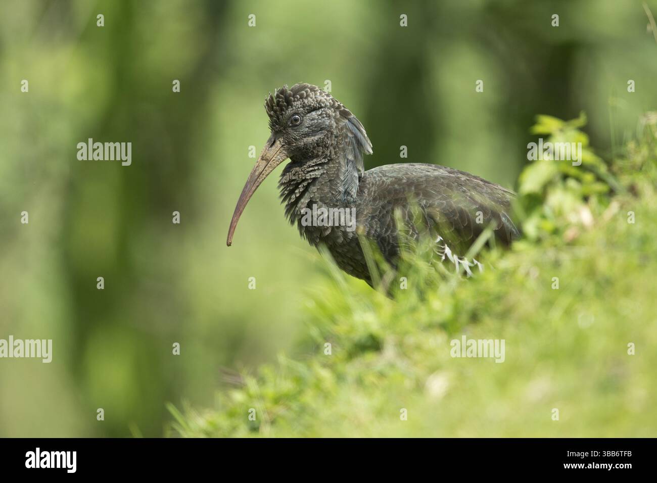 Wattled Ibis (Bostrychia carunculata), Sheka Forest Biosphere Reserve ...