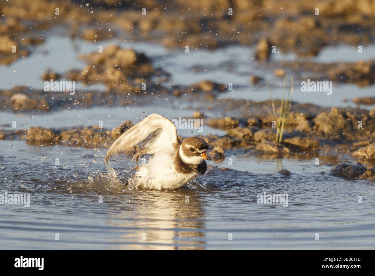 Common Ringed Plover (Charadrius hiaticula) bathing, Mallorca, Spain ...
