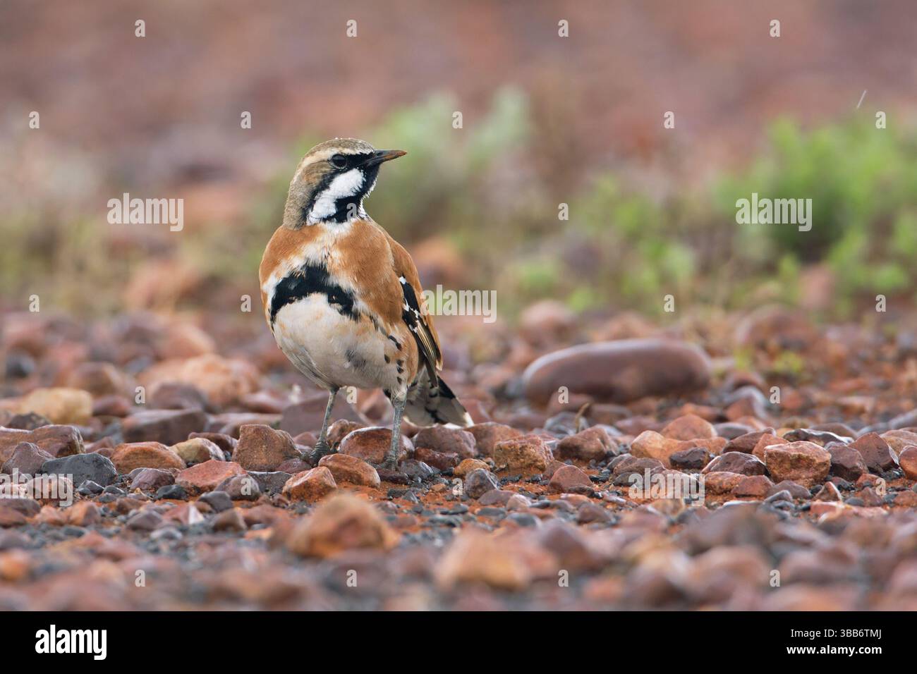 Cinnamon Quail-thrush (Cinclosoma cinnamomeum) male, South Australia ...