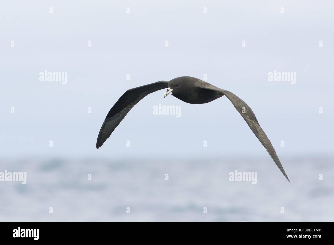 White-chinned Petrel (Procellaria aequinoctialis) flying, Victoria ...