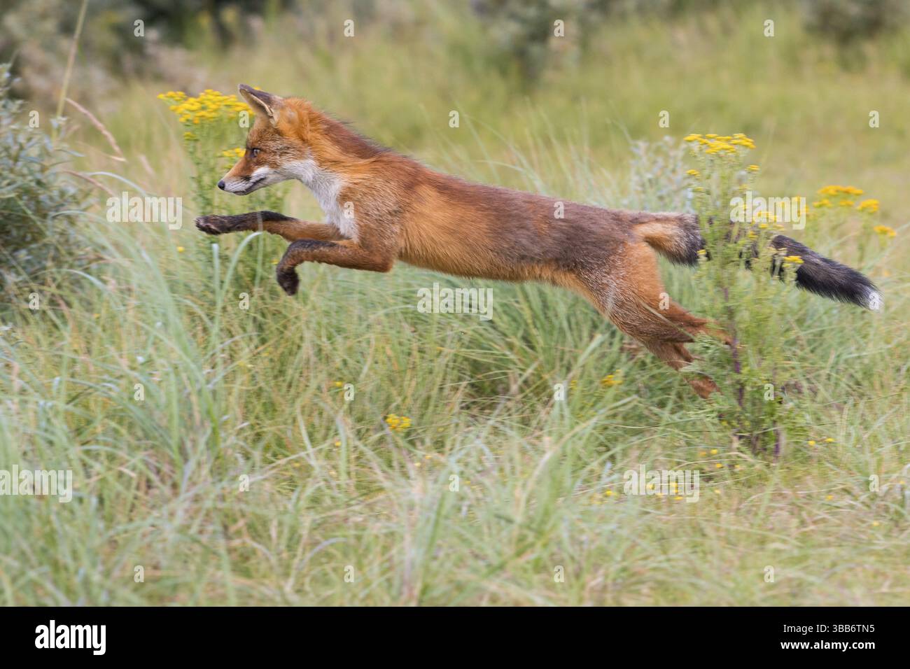 Red Fox (Vulpes vulpes) jumping and running in grassland, Netherlands ...