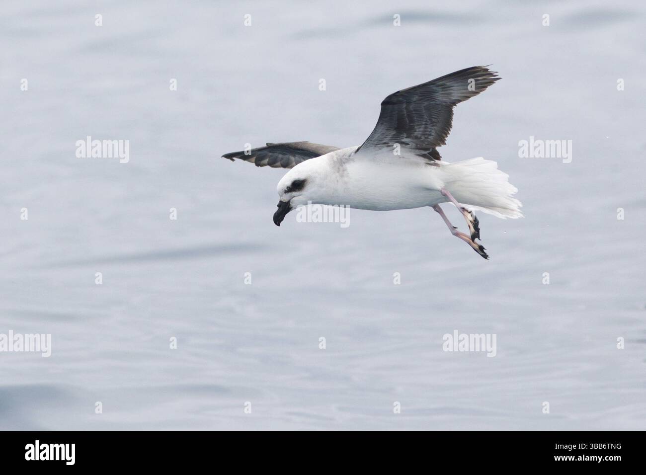 White-headed Petrel (Pterodroma lessonii) flying, Victoria, Australia ...
