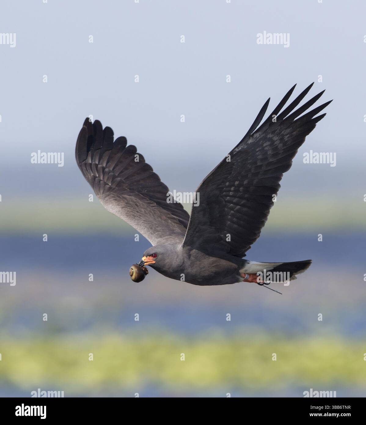 Snail Kite (Rostrhamus sociabilis) male flying with snail in its beak ...