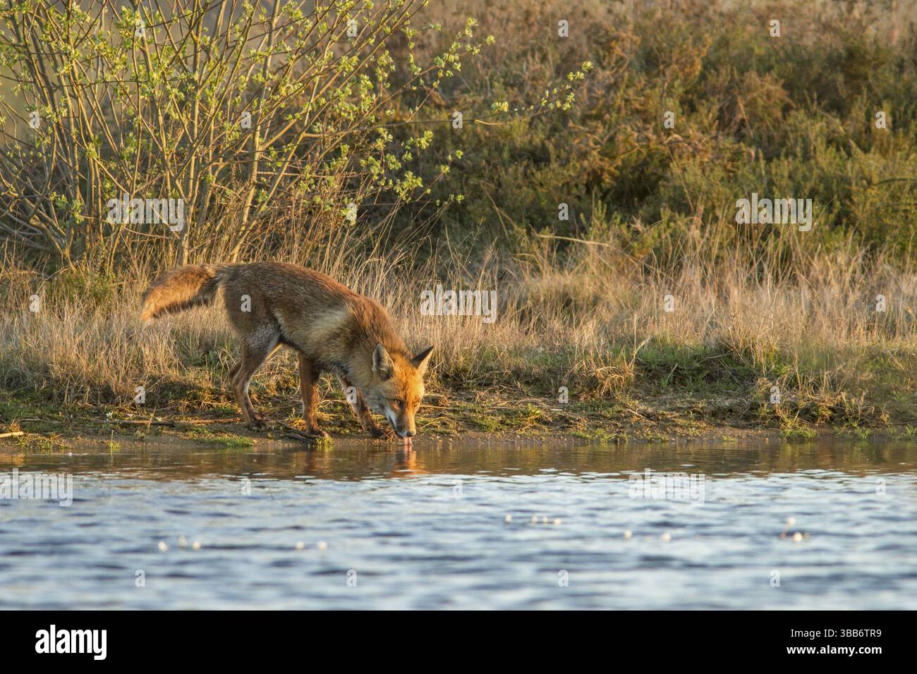 Red Fox (Vulpes vulpes), drinking on marsh shore, Galicia, Spain ...