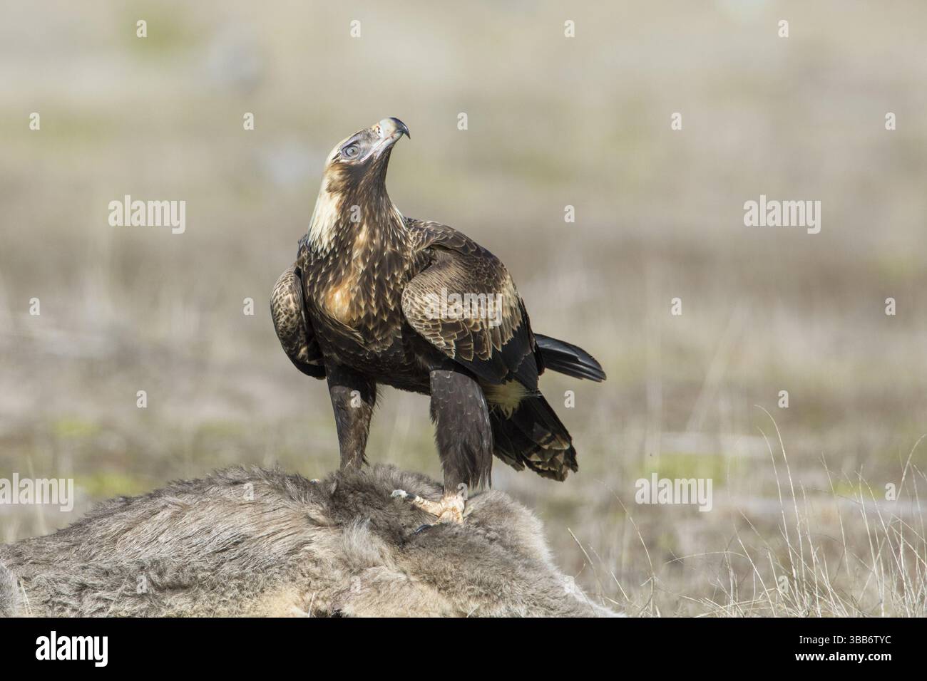 Wedge-tailed Eagle (Aquila audax) young bird on the carcass of a ...