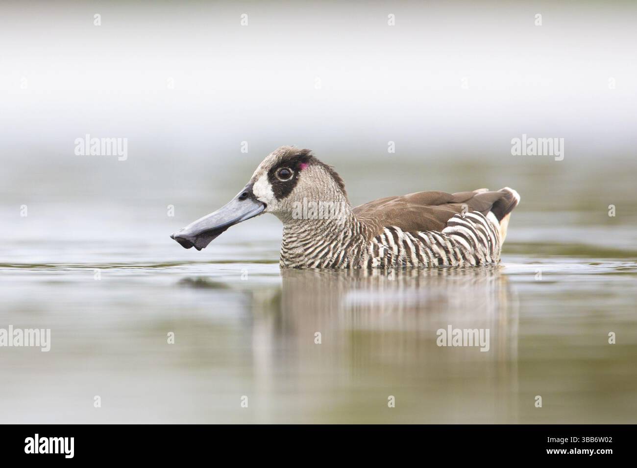 Pink-eared Duck (Malacorhynchus membranaceus), Victoria, Australia ...