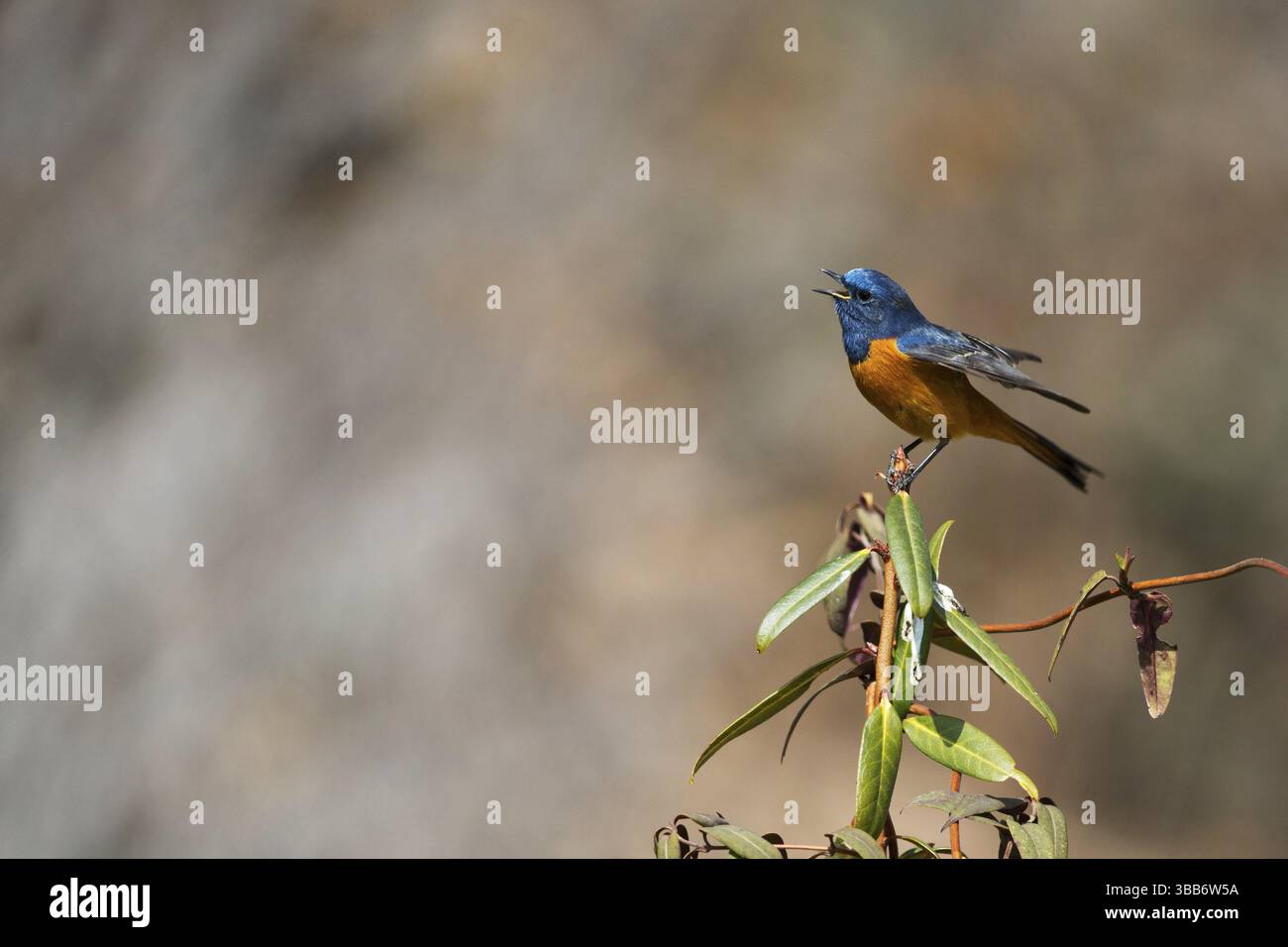 Blue-fronted Redstart (Phoenicurus frontalis) male singing from a ...
