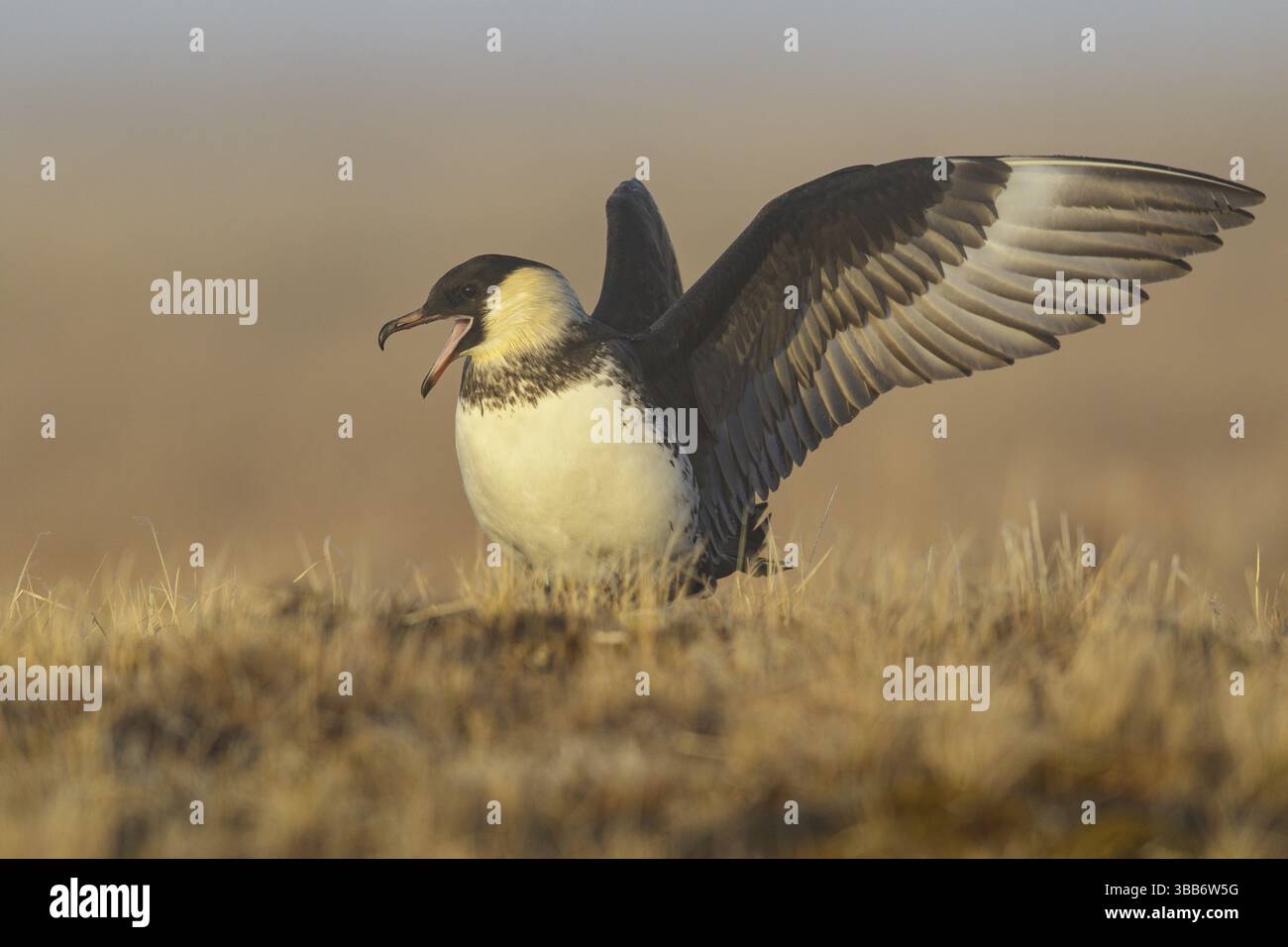 Pomarine Jaeger (Stercorarius pomarinus) on the tundra in Northern ...