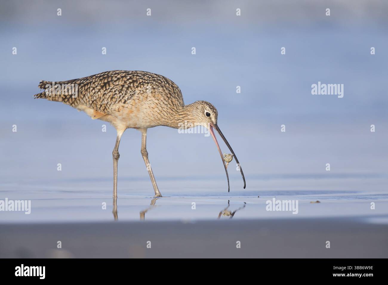 Long-billed Curlew : Morro Strand State Beach : Morro Bay, CA Stock ...