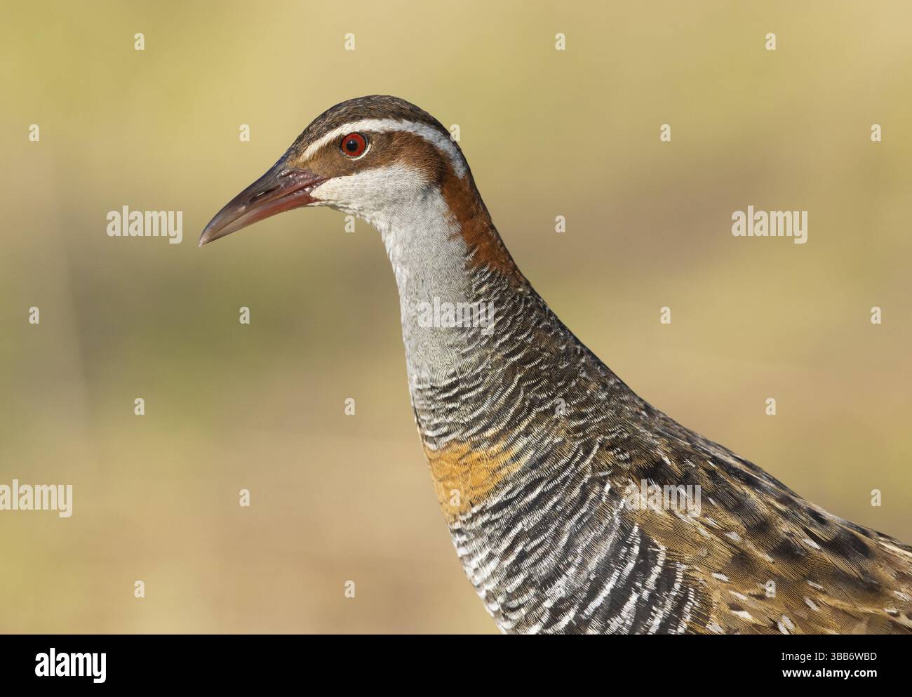 Buff-banded Rail (Gallirallus philippensis) male, Victoria, Australia ...