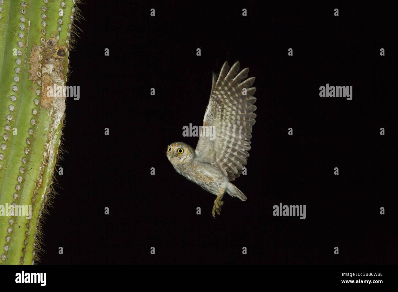 Elf owl hi-res stock photography and images - Alamy