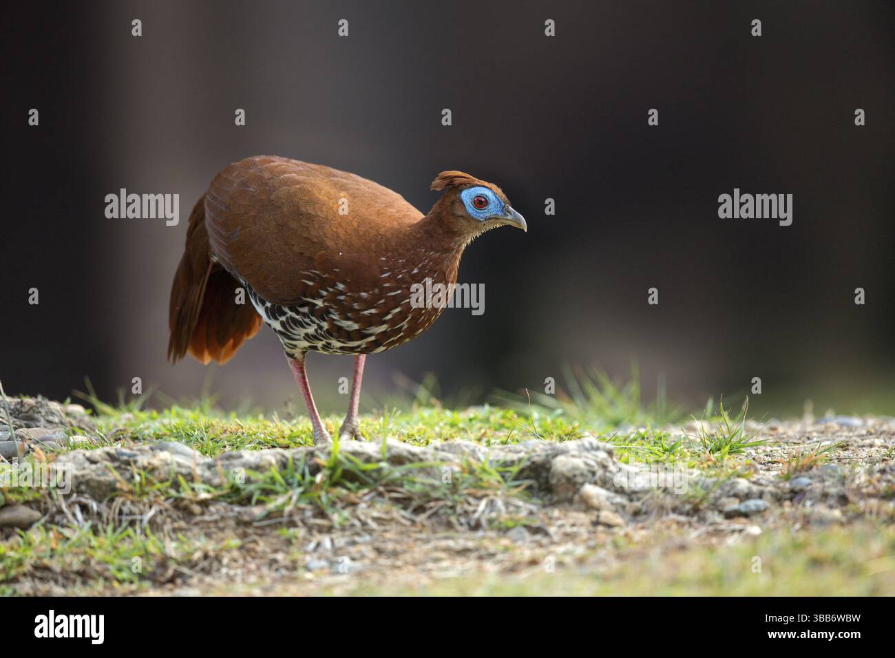 Crested fireback pheasant hi-res stock photography and images - Alamy
