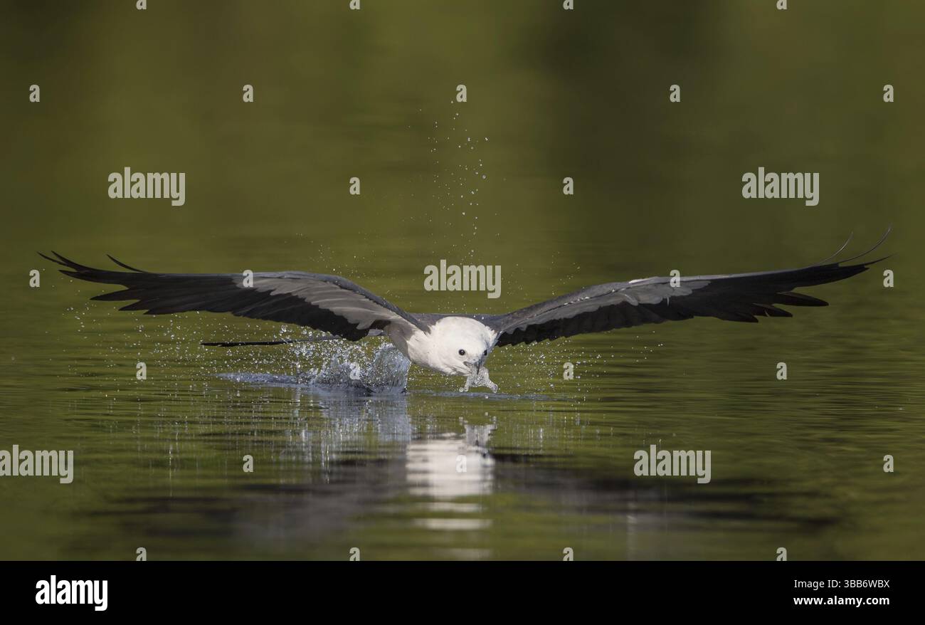 Swallow-tailed Kite (Elanoides forficatus) drinking in flight, Florida ...