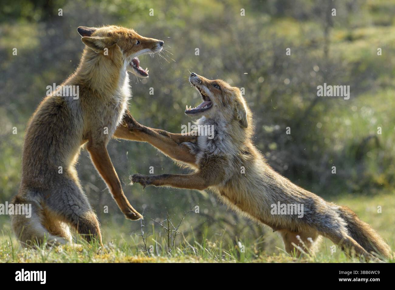 Red Fox (Vulpes vulpes) pair fighting and playing in grassland ...
