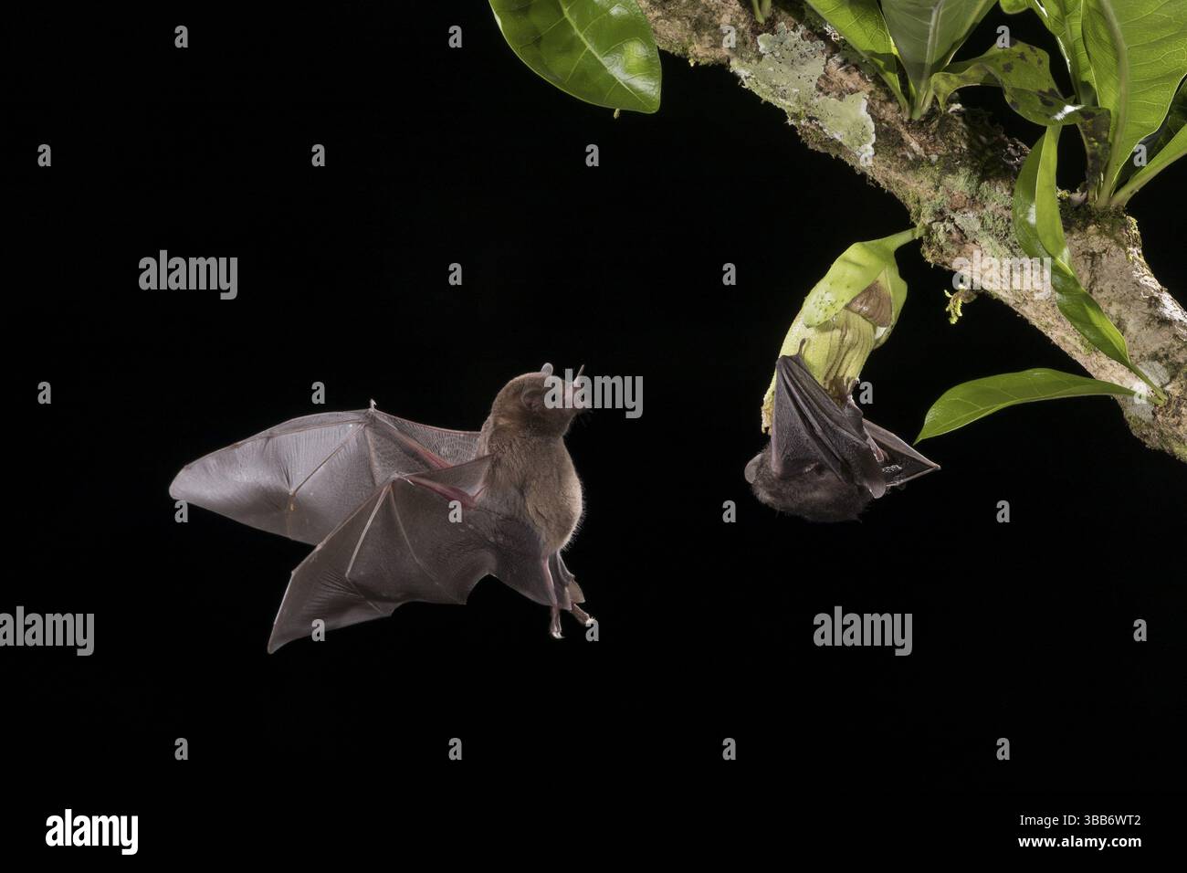 Pallas' Long-tongued Bats visit a Calabash gourd flower (Crescentia ...