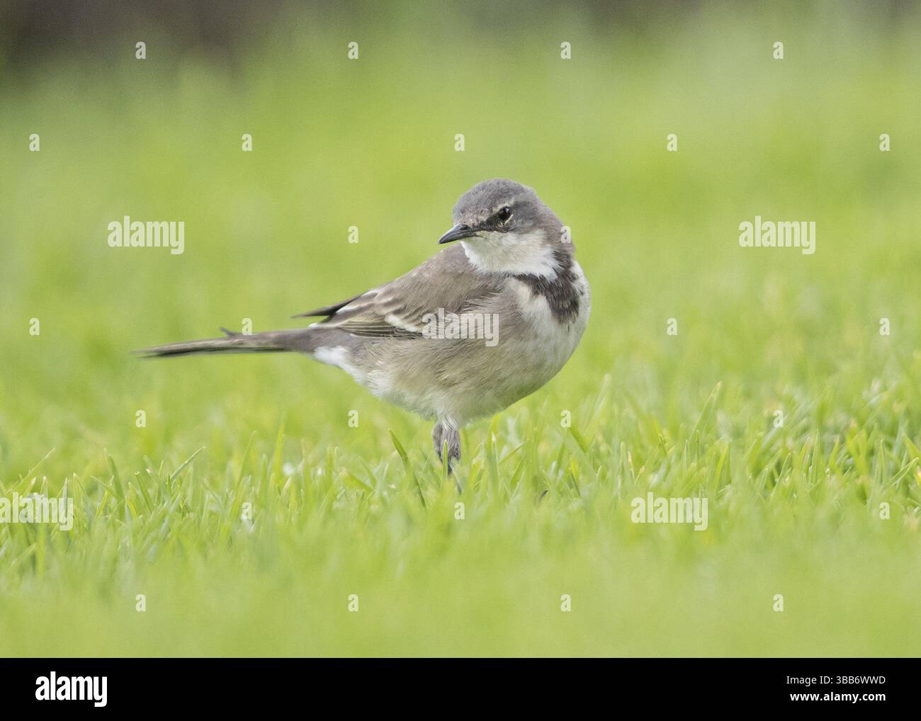 Cape Wagtail (Motacilla capensis), Namibia, Africa Stock Photo - Alamy