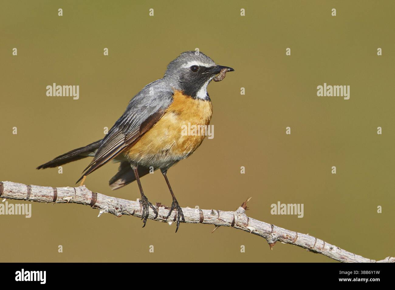 White-throated Robin (Irania gutturalis) male with food in its beak ...