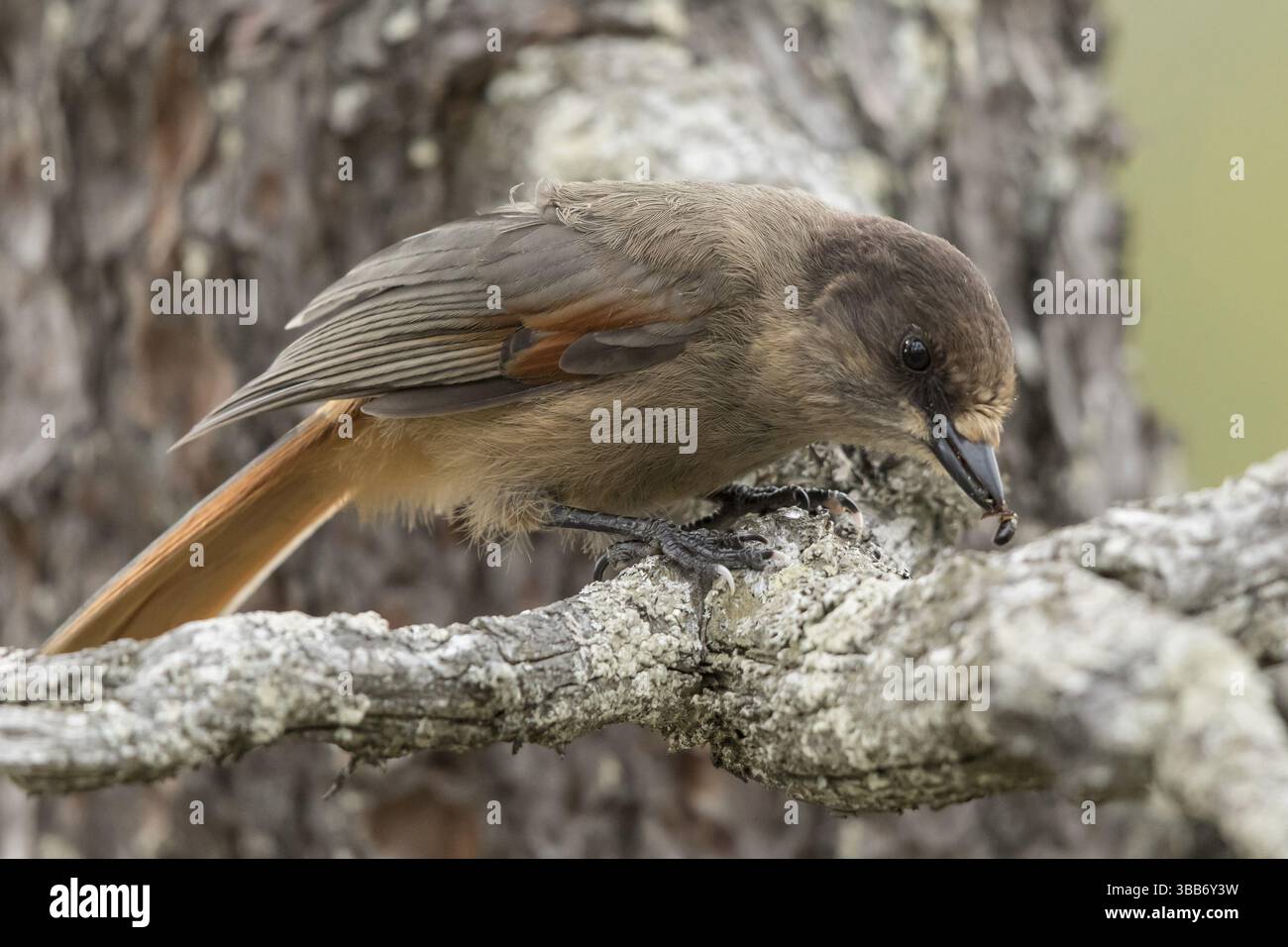 Siberian Jay (Perisoreus infaustus), Dalarna, Sweden, Europe Stock ...