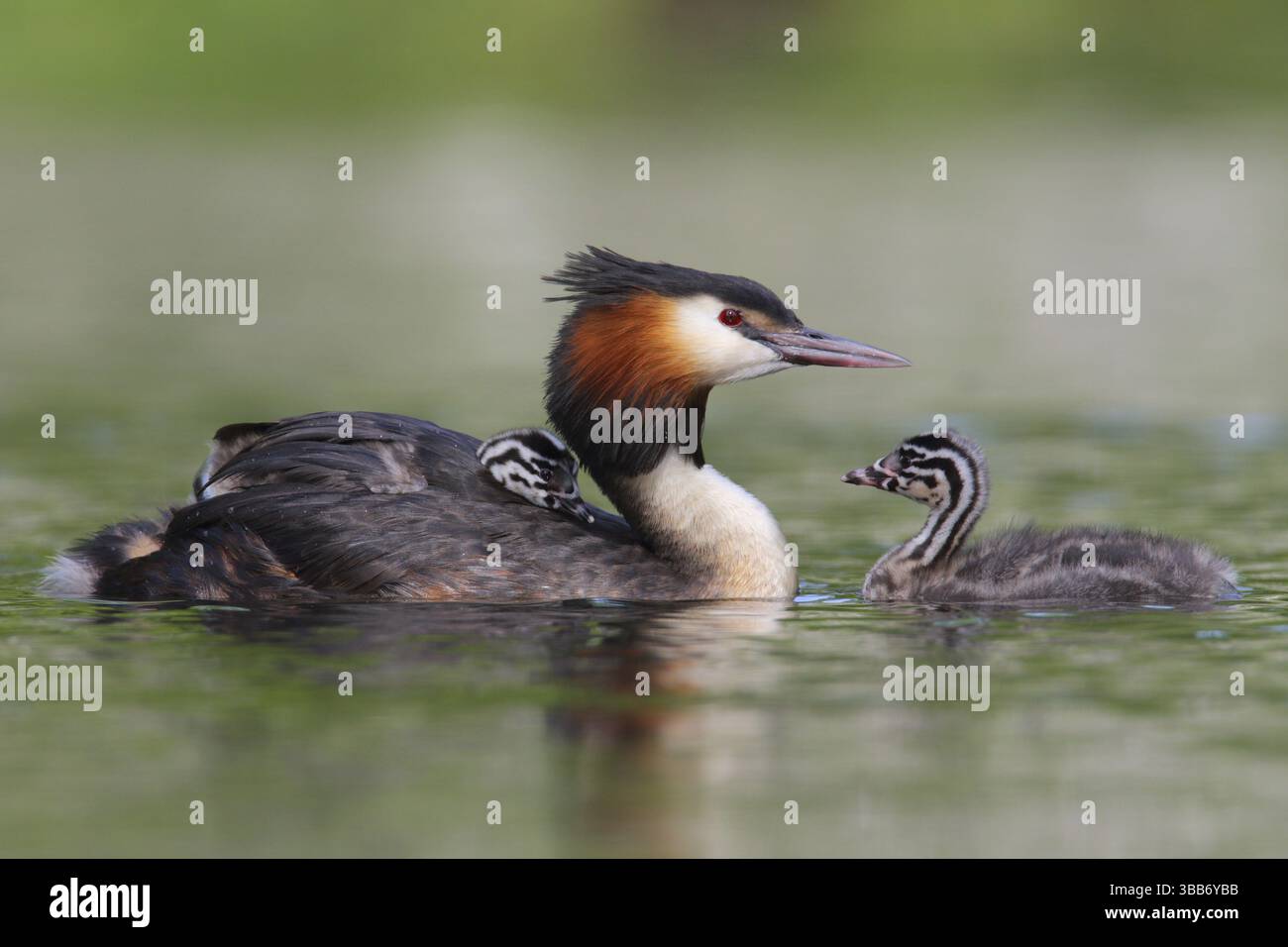 Great Crested Grebe (Podiceps cristatus) with chicks, North Rhine ...
