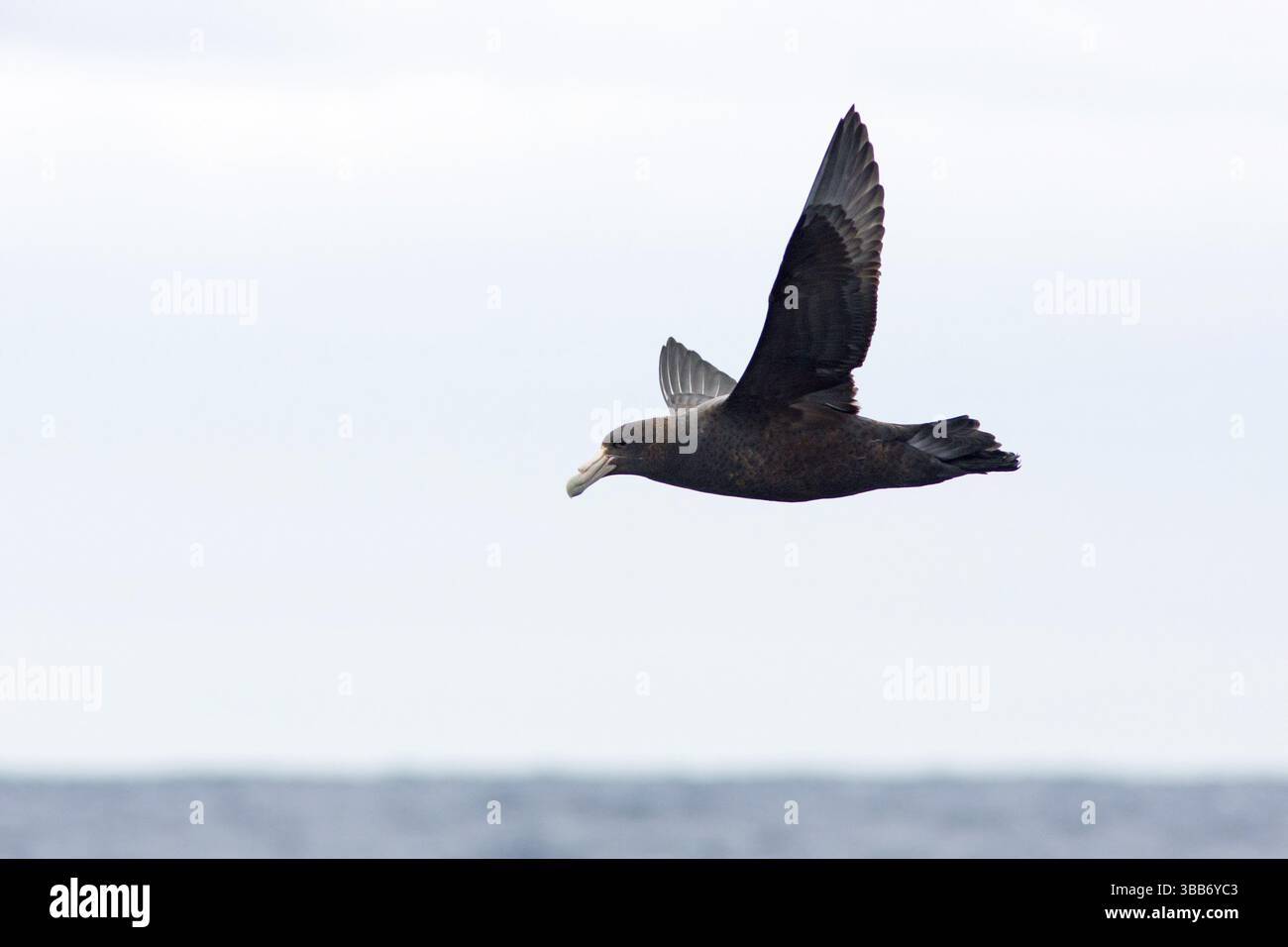 Southern Giant Petrel (Macronectes giganteus) flying, Victoria ...