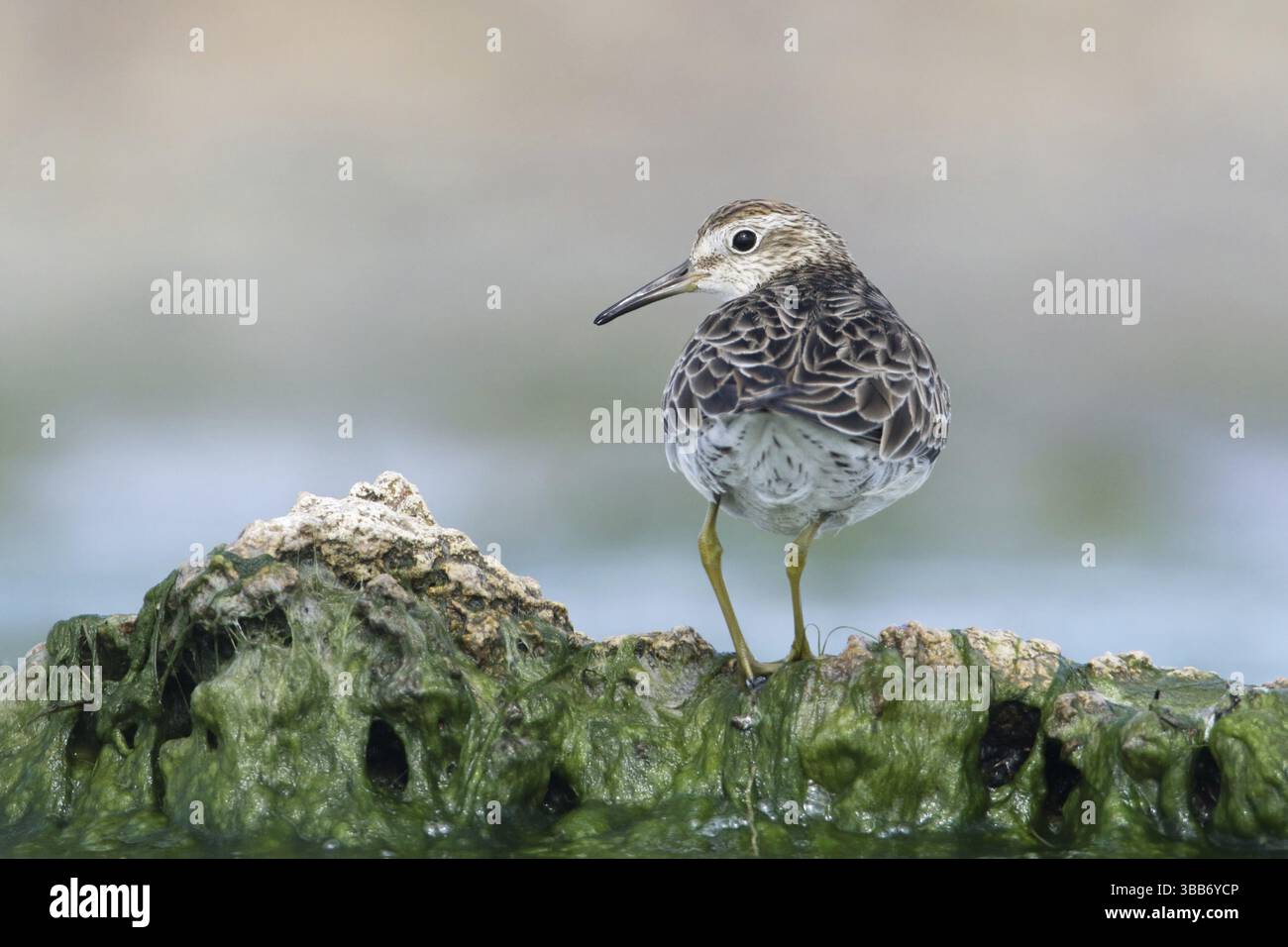 Sharp-tailed Sandpiper (Calidris acuminata) at shoreline, Victoria ...