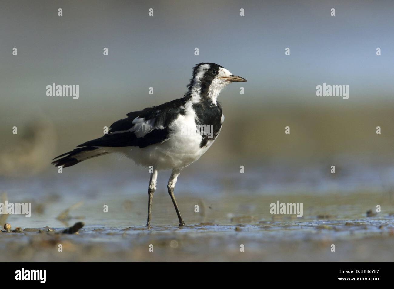 Magpie-Lark (Grallina cyanoleuca) female, Victoria, Australia, Oceania ...